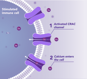 CalciMedica | CRAC Channel Inhibition for Inflammatory Diseases