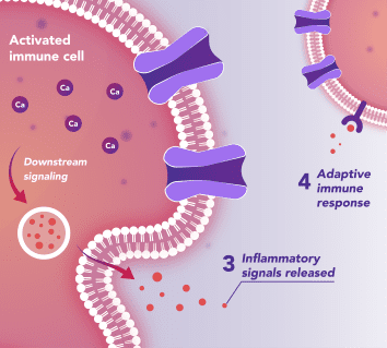 CalciMedica | CRAC Channel Inhibition for Inflammatory Diseases