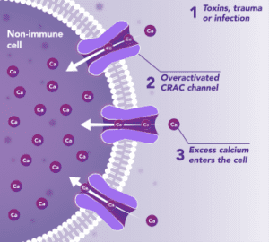 CalciMedica | CRAC Channel Inhibition for Inflammatory Diseases