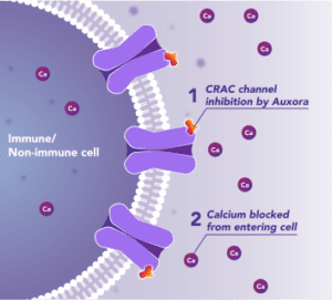 CalciMedica | CRAC Channel Inhibition for Inflammatory Diseases