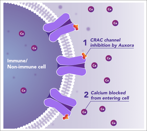 CalciMedica | CRAC Channel Inhibition for Inflammatory Diseases